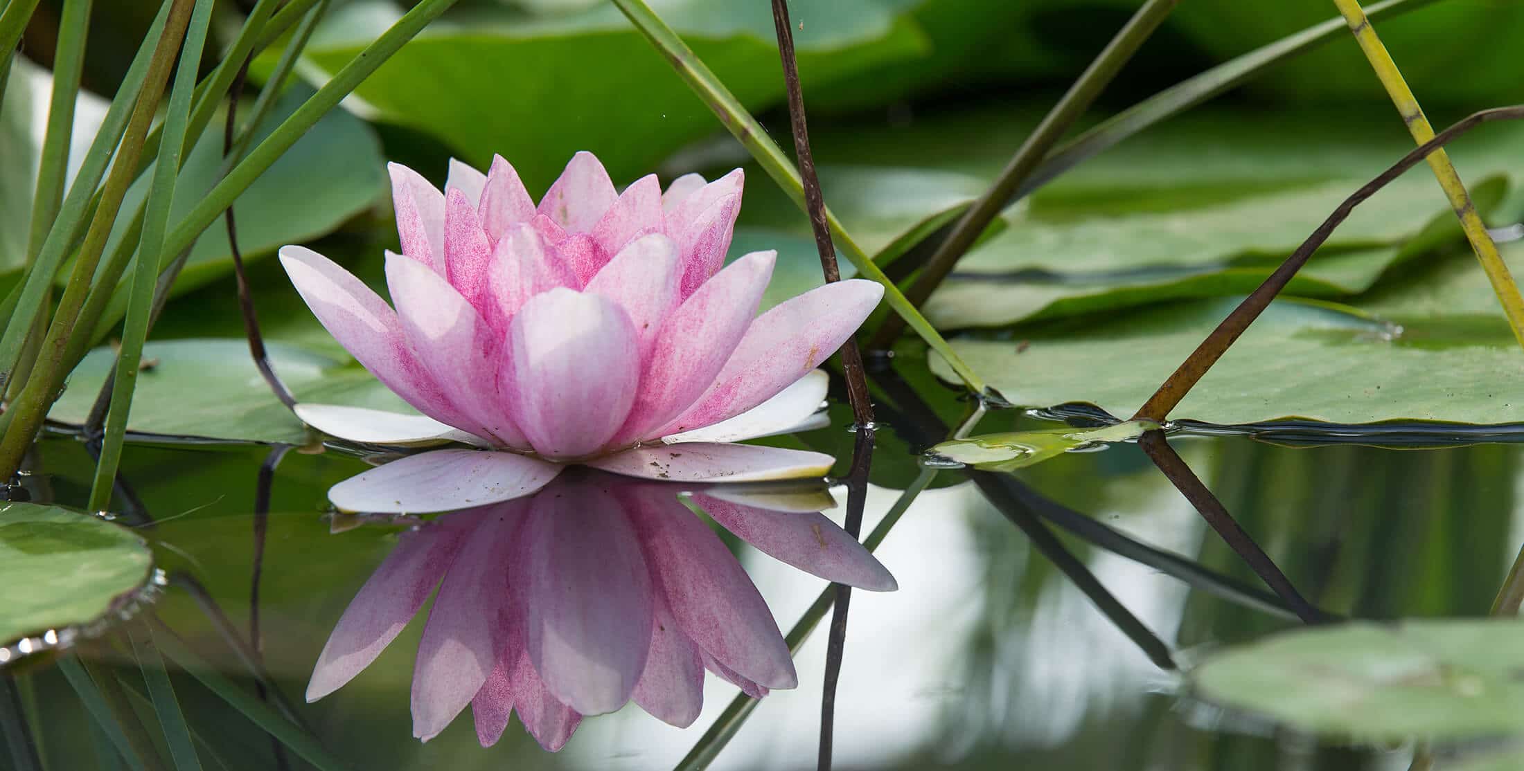 About The Realization Process - Realization Process About The Realization Process - Realization Process